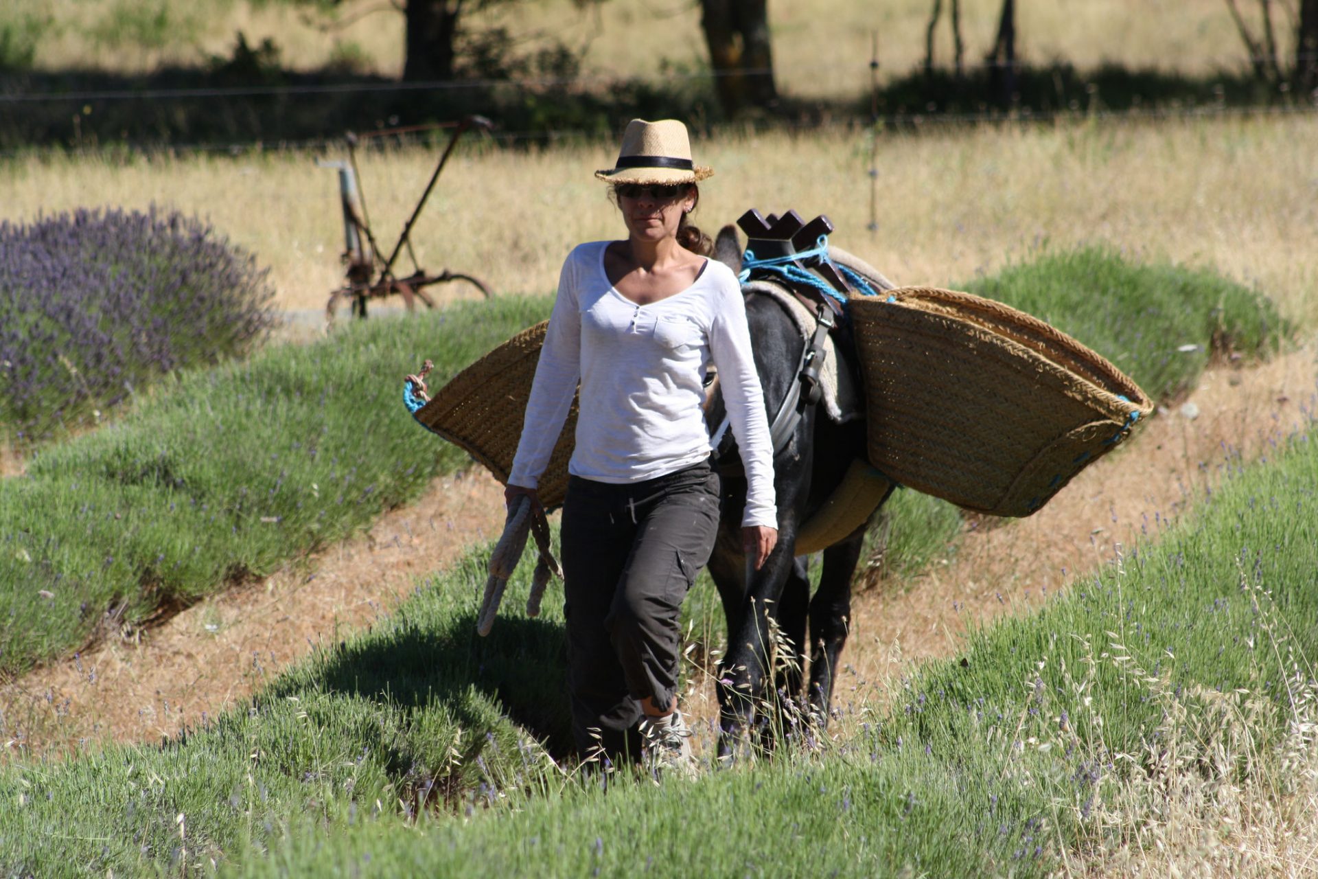 À Coursan le baudet... d’âne - L'Echo du Languedoc