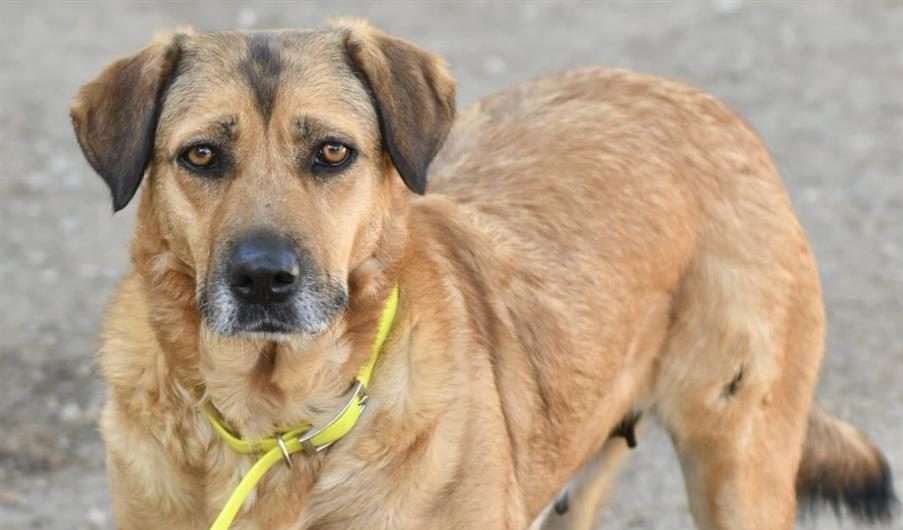 Aide à l'adoption : Saba, la mama - L'Echo du Languedoc